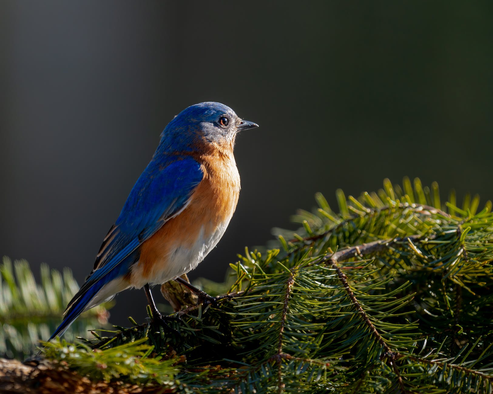 Home - The Bluebird Word, an online journal for poetry and flash essays