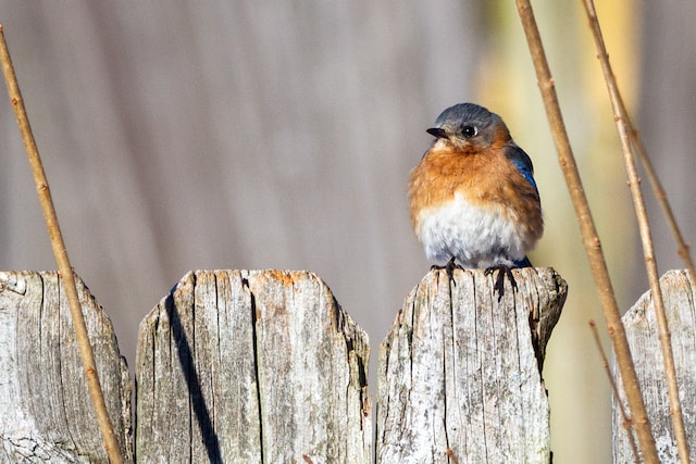 Submission Guidelines - The Bluebird Word