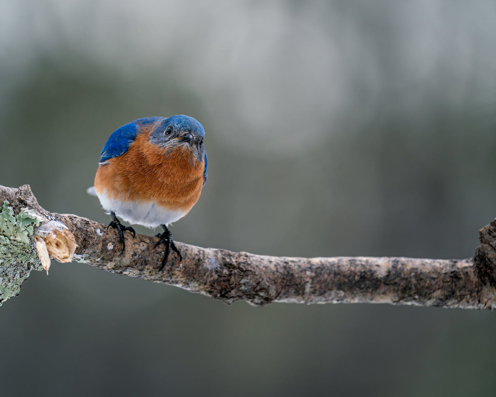 Subscribe to Mailing List - The Bluebird Word