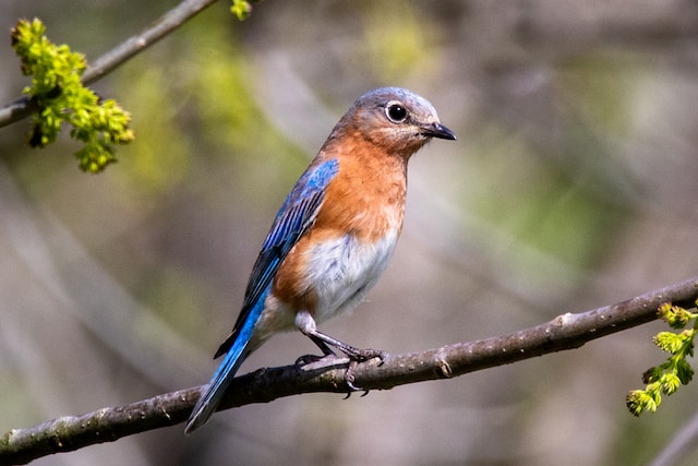Home - The Bluebird Word, an online journal for poetry and flash essays