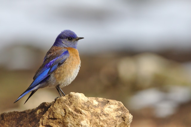 Submission Guidelines - The Bluebird Word