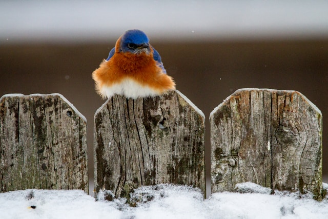 Bluebirds on Christmas Day - The Bluebird Word