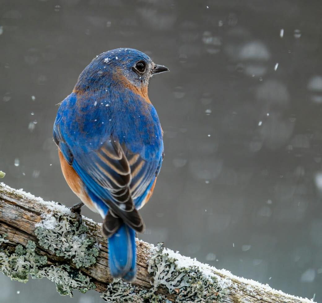 Winter Holiday Reflection - The Bluebird Word